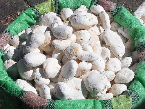 aMéRiCa LaTiNa !!!: El Chuño