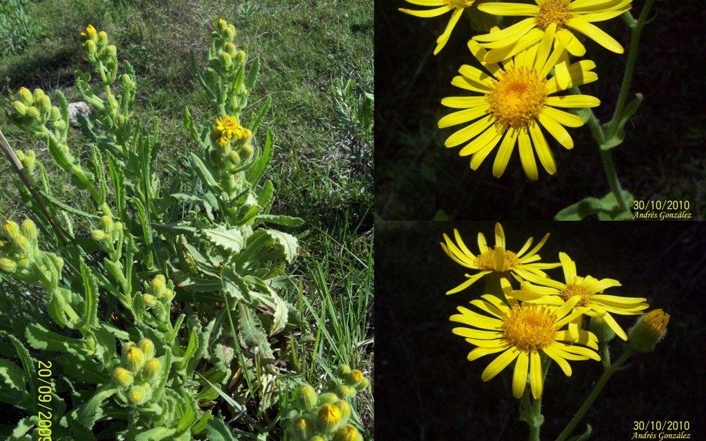 FOTOS DE FLORA NATIVA Y ADVENTICIAS DE URUGUAY : Senecio selloi. Asteraceae