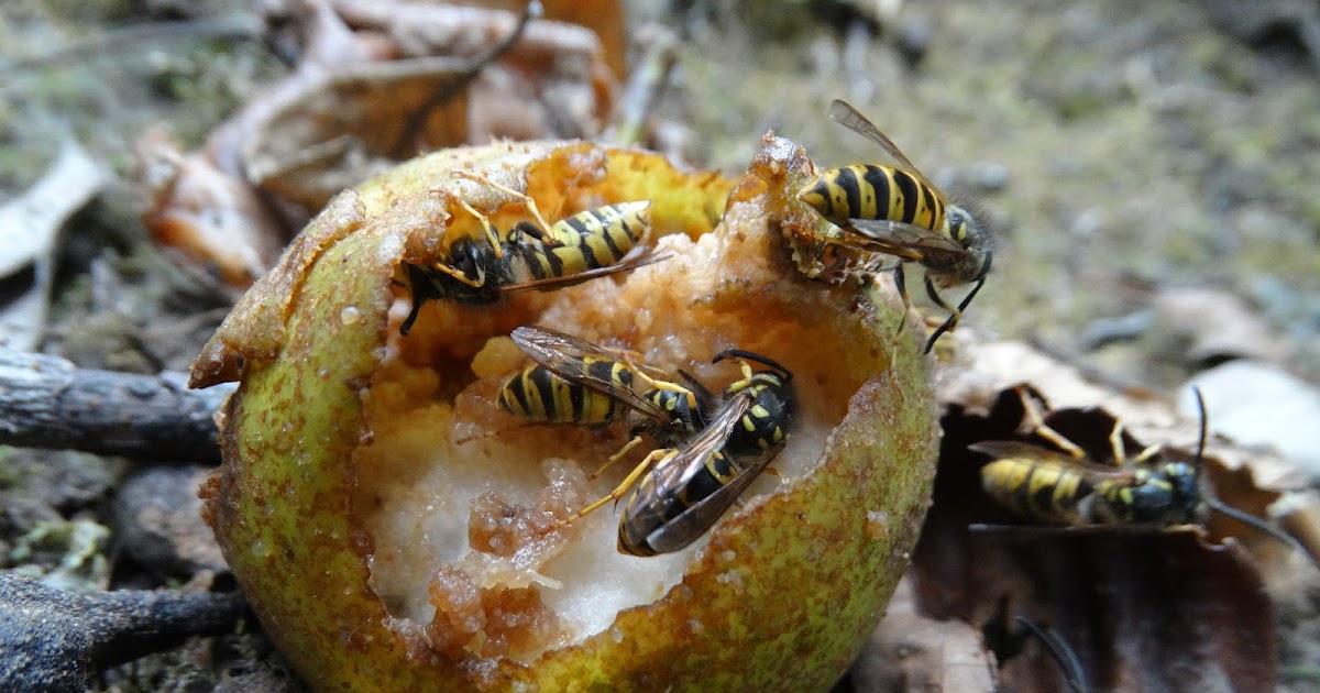 oog voor de natuur: Wespen doen zich tegoed aan gevallen peren in de ...