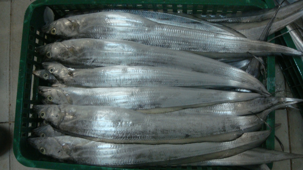 Ikan beku: Layur / Beltfish