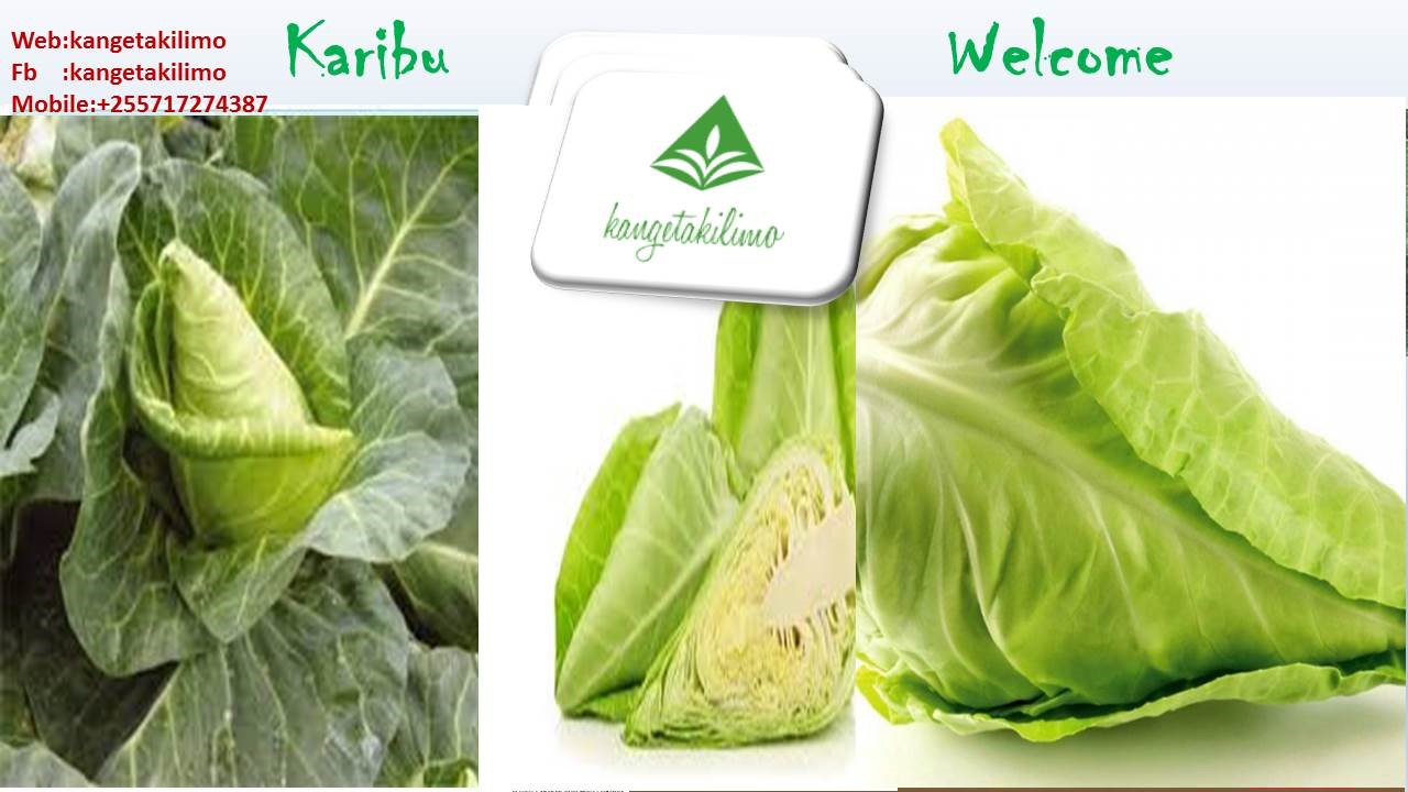 Kangetakilimo: KILIMO BORA CHA KABICHI NA KANGETAKILIMO