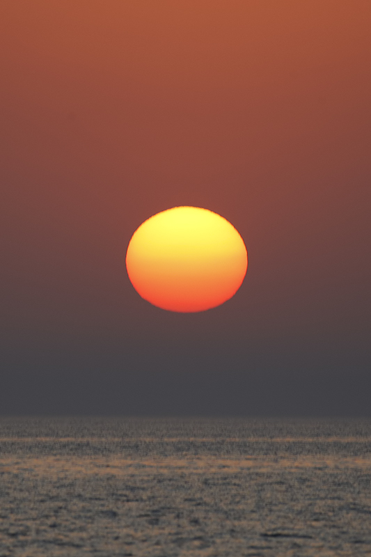 Kuwait Birding: An afternoon at Kubbar Island