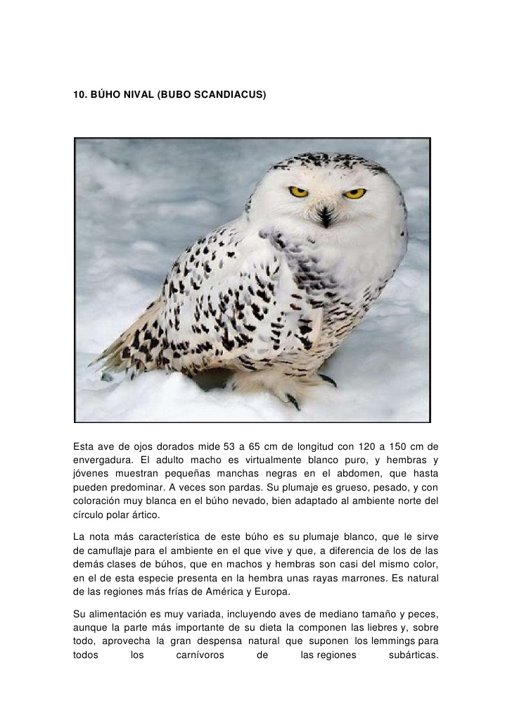 VARIEDAD DE AVES SILVESTRES: BUHO NIVAL