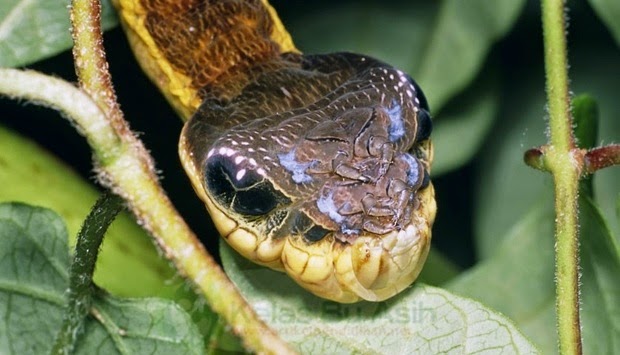 Ulat Unik Berkepala Ular