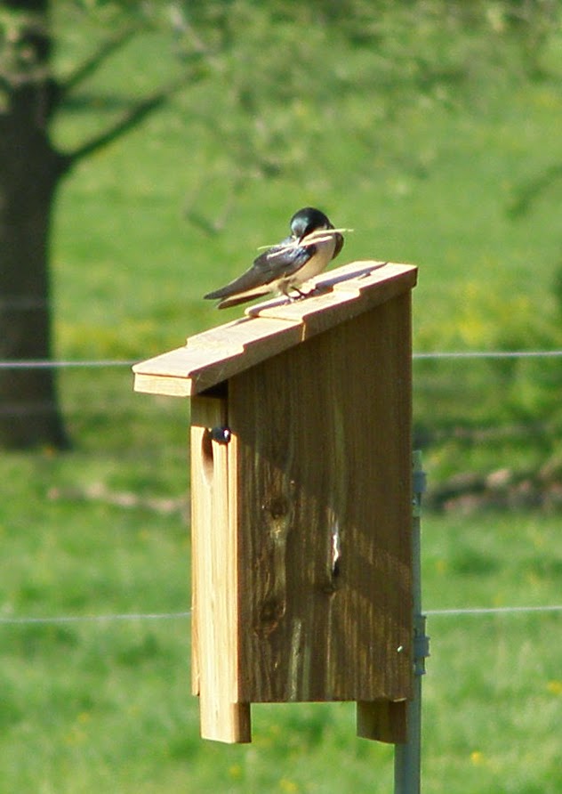 Our Barn Swallow Friends: The Hijacking of the Nest Box – Who will win?