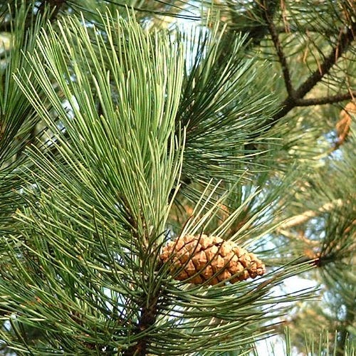 Minuni, mistere, secrete : Din secretele Terrei: Câte coli pot fi ...