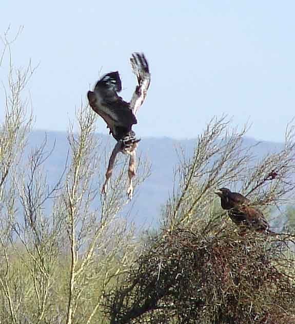 Birding Without Barriers: Digiscoping Harris Hawk Fledglings