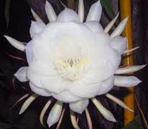 BUNGA BAKAWALI - Mbah Info