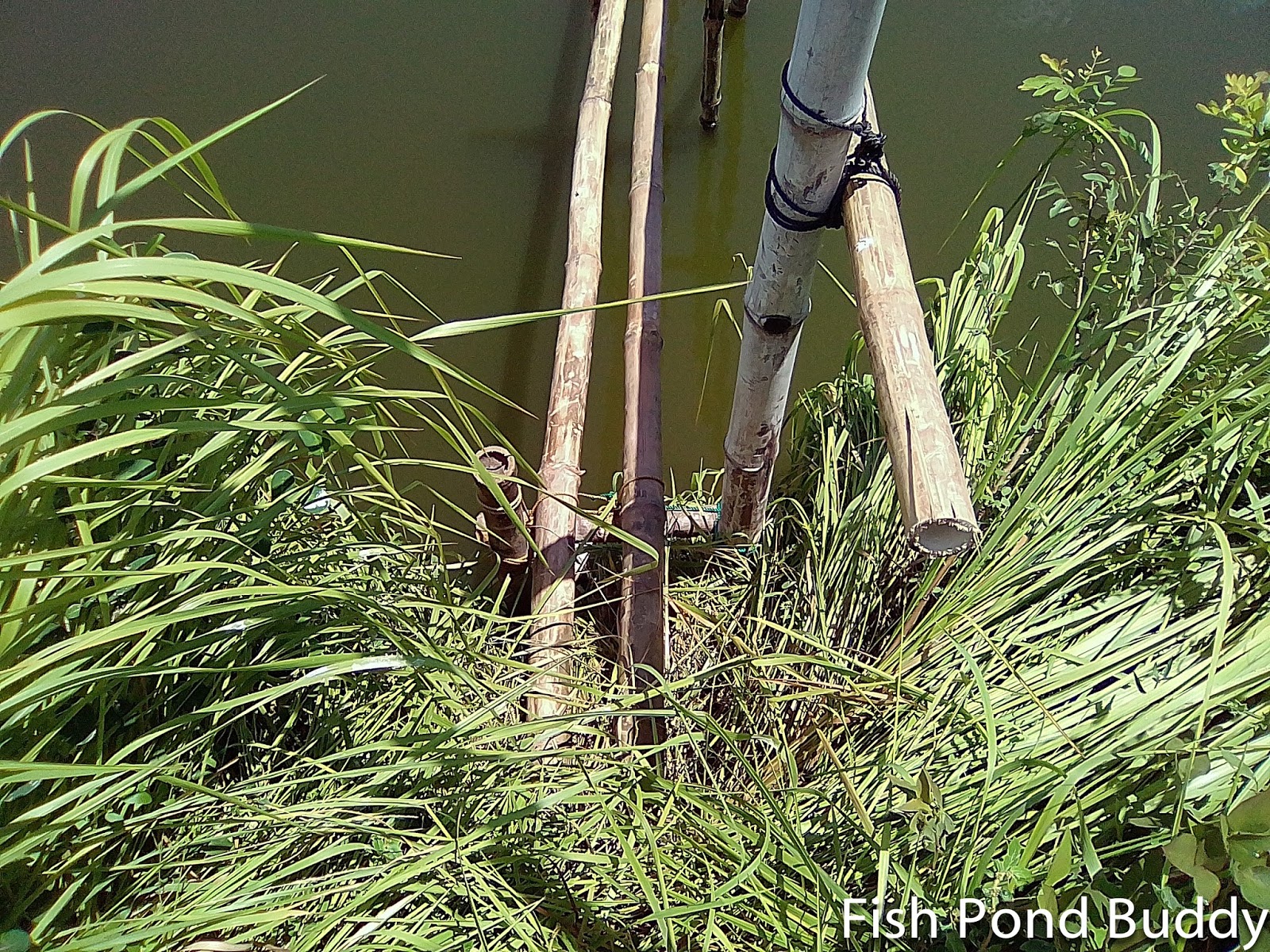 Fish Pond Buddy: How to Make a Milkfish (Bangus) Feeder Device