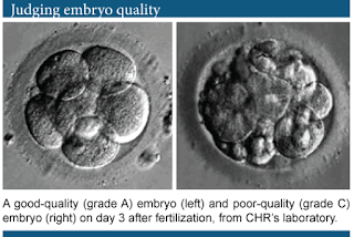 Slow growing embryo on day 3 | Is it worth transferring poor quality ...