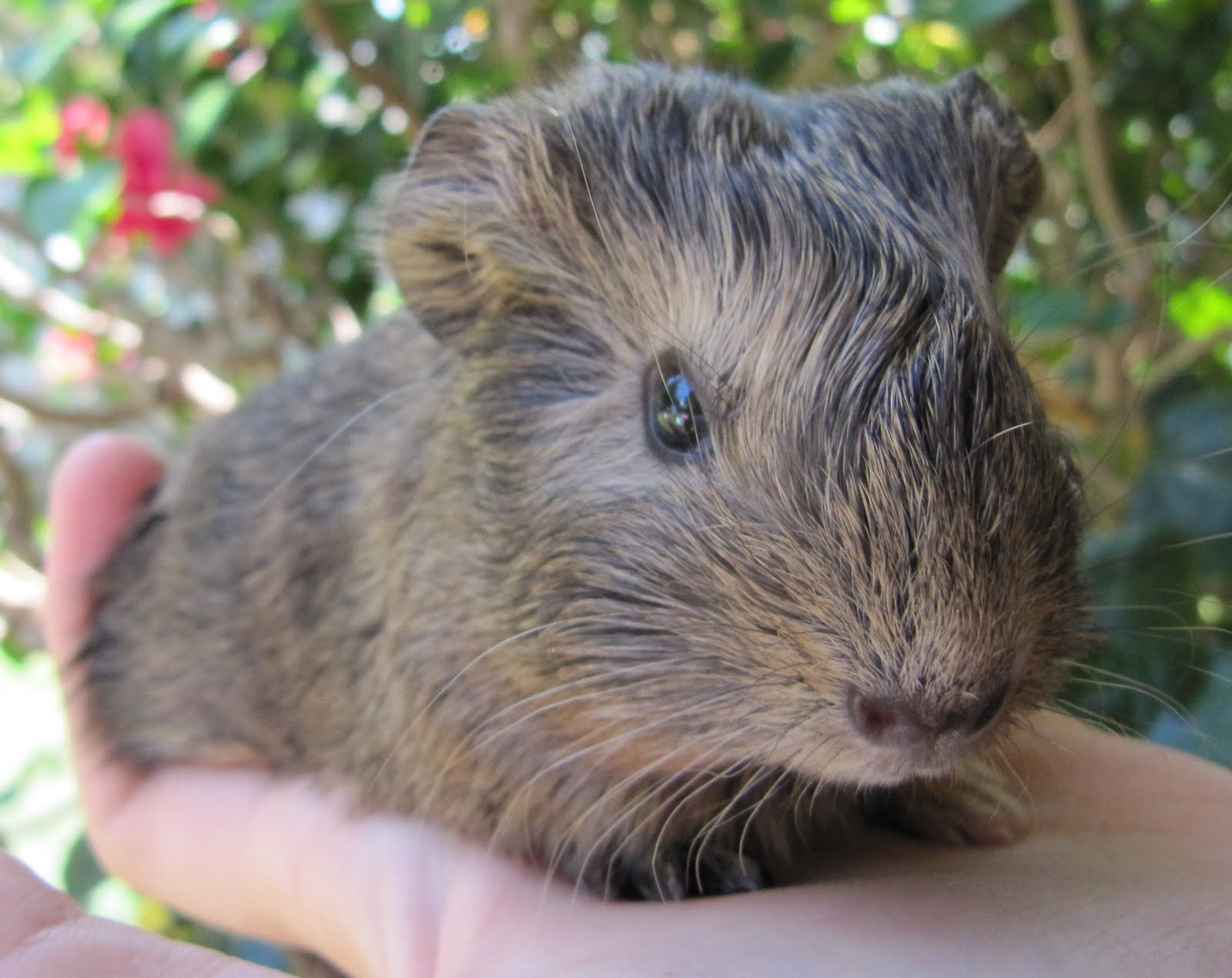 All Things Guinea Pig: Yet more piggies!