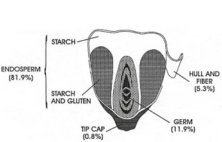 Corn Kernel Diagram