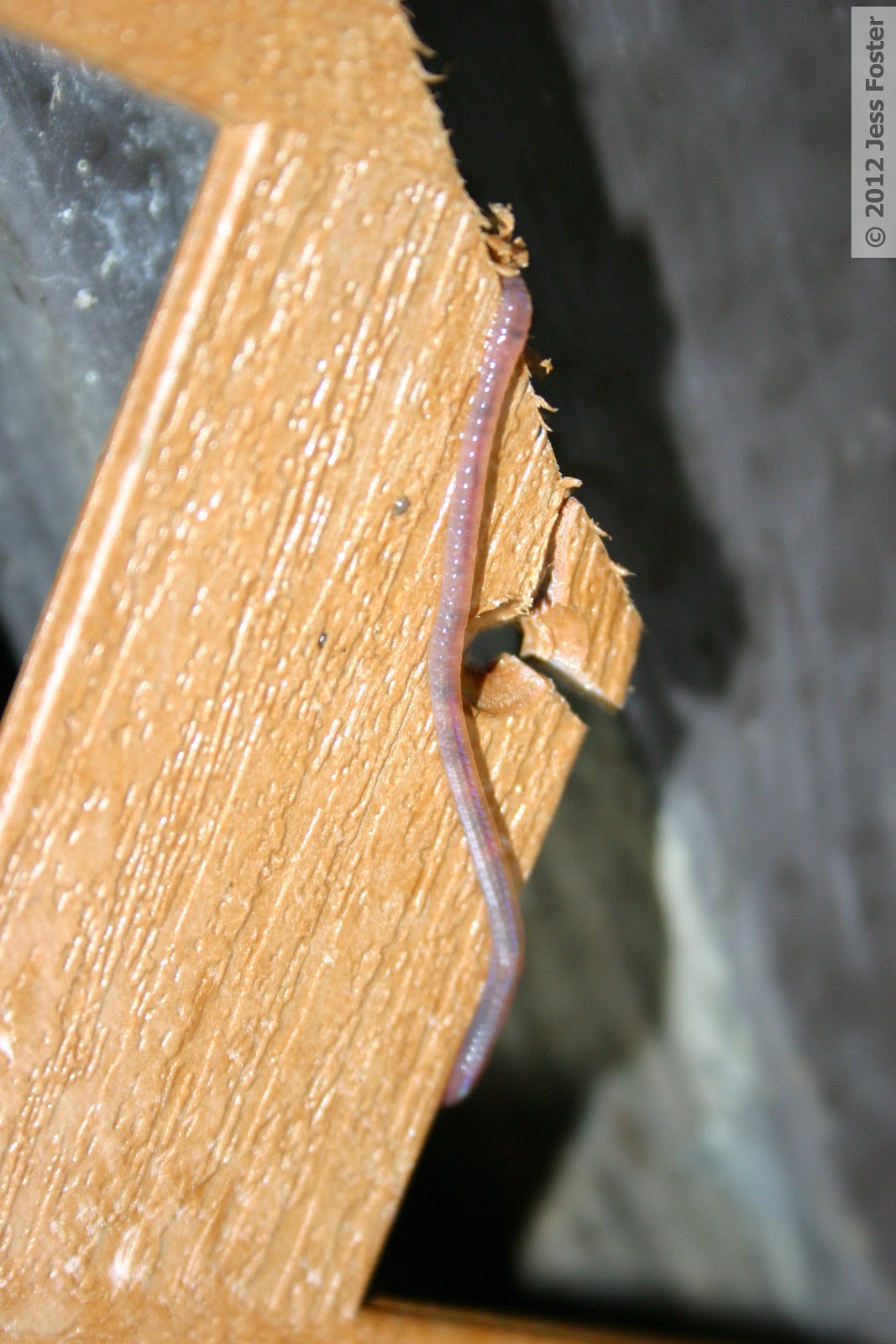 Sluggin' Along: Climbing Worms