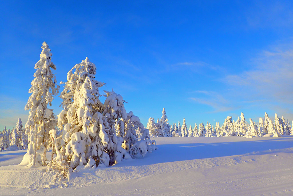 Tarjei's Villmark: Kald drømmedag i Nordmarka