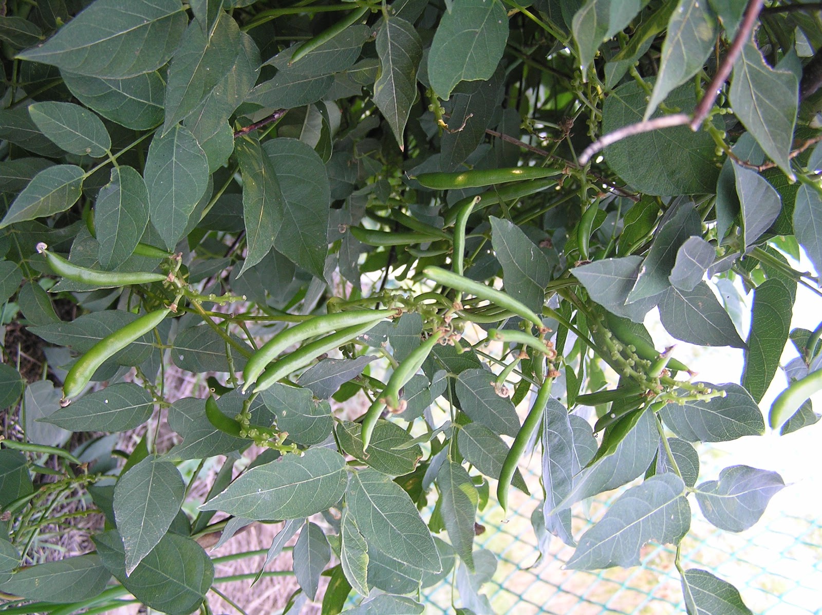 Rare Edible Root Crops: My apios