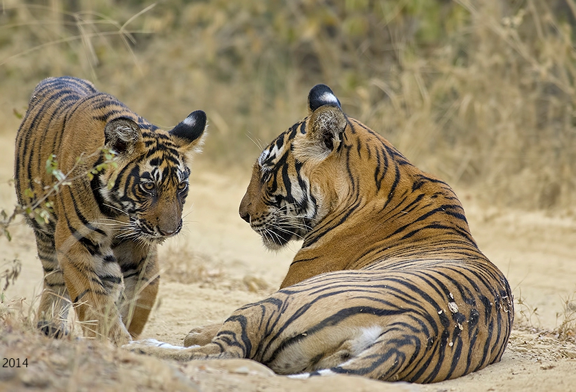 Indian Tiger Diaries: Sultan (T 72) - The Wandering Prince