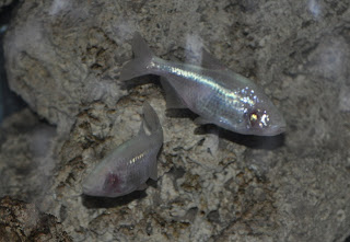 ZOOTOGRAFIANDO (6.100 ANIMALS): PEZ CIEGO / BLIND CAVE TETRA (Astyanax ...