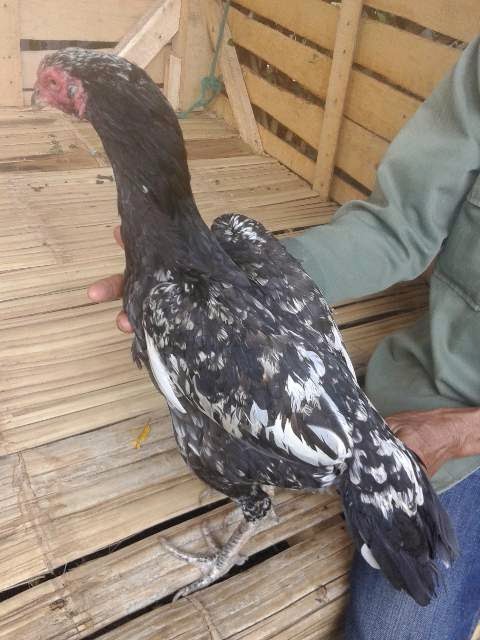 Ayam Aduan Garut: BIANG / BABON AYAM BANGKOK ORIGINAL (PINGUIN)