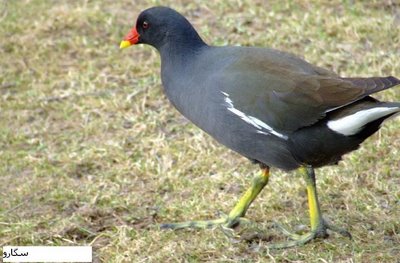 Birds Found in Balochistan | Balochistan Info