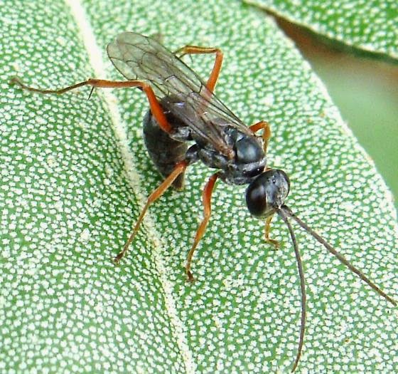 Bug Eric: Masters of Mud: Auplopus Spider Wasps