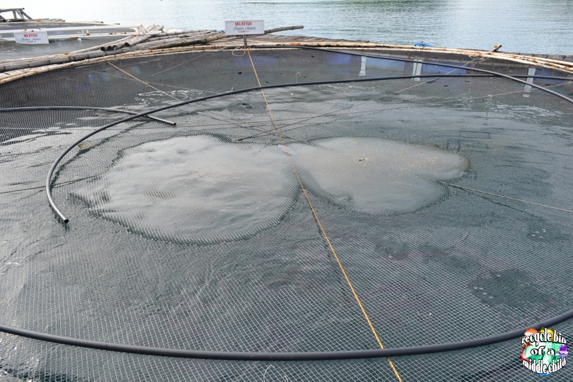 Rammmpa!: Guimaras: SEAFDEC