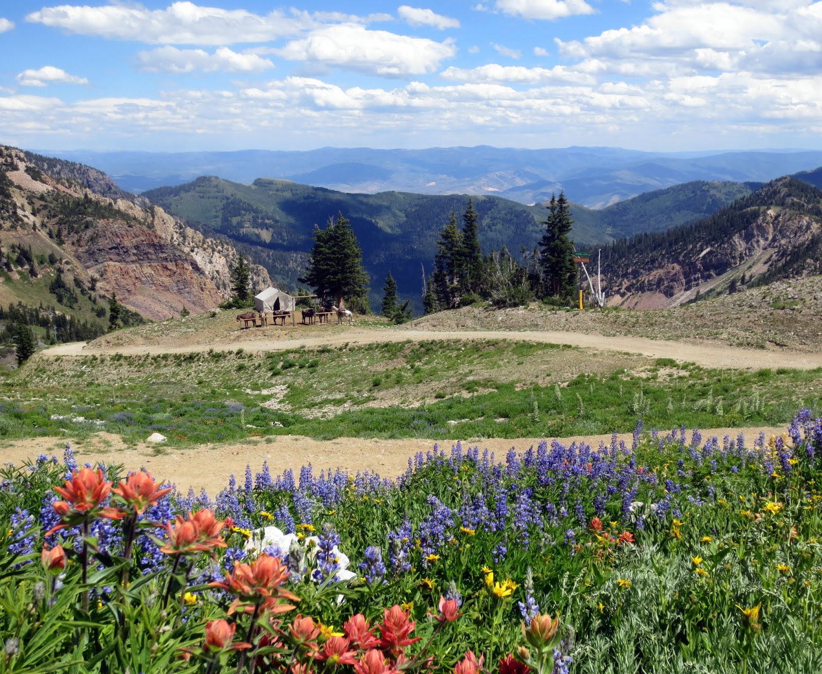 wasatch and beyond: Peak Wildflowers