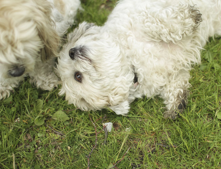 Pound Dogs Toronto Animal Services - dog adoption - animal shelter