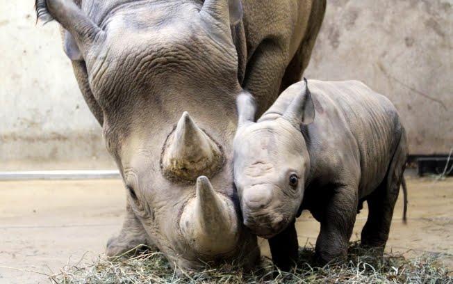 Animais e a Vida Selvagem: Rinocerontes