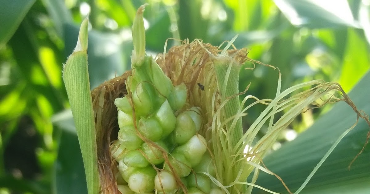 Bunga Jagung ~ Seruni