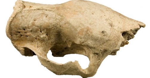 Noticias de Paleontologia: Chlamydotherium paranense, un armadillo de ...