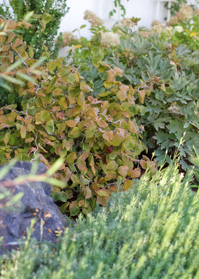 VW Garden: Early Fall Garden