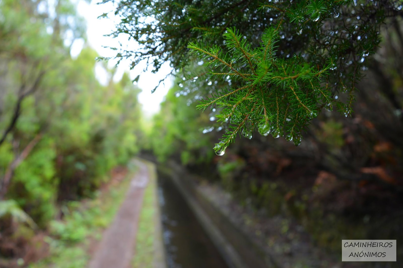 Caminheiros Anónimos Levadas da Madeira : Levada Grande do Paul (Calheta)