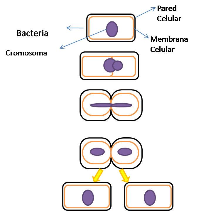 Aprendiendo acerca de la reproduccion celular!!