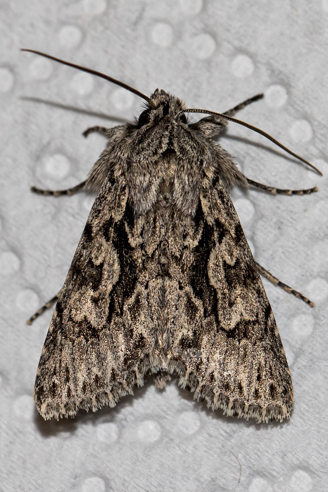 Butterflies, Dragonflies, Moths & other Insects: Early Grey Moth