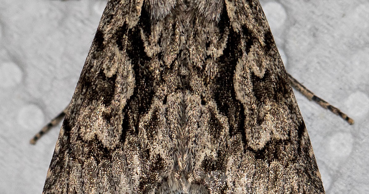 Butterflies, Dragonflies, Moths & other Insects: Early Grey Moth