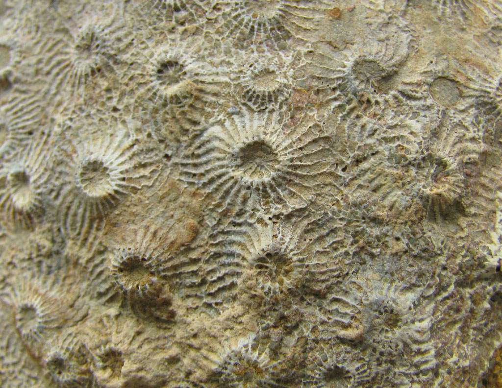 Views Of The Mahantango Phillipsastrea Sp Coral From Morocco