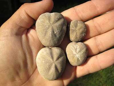 Catalogue of Organisms: Hemiaster: An Echinoid with Heart