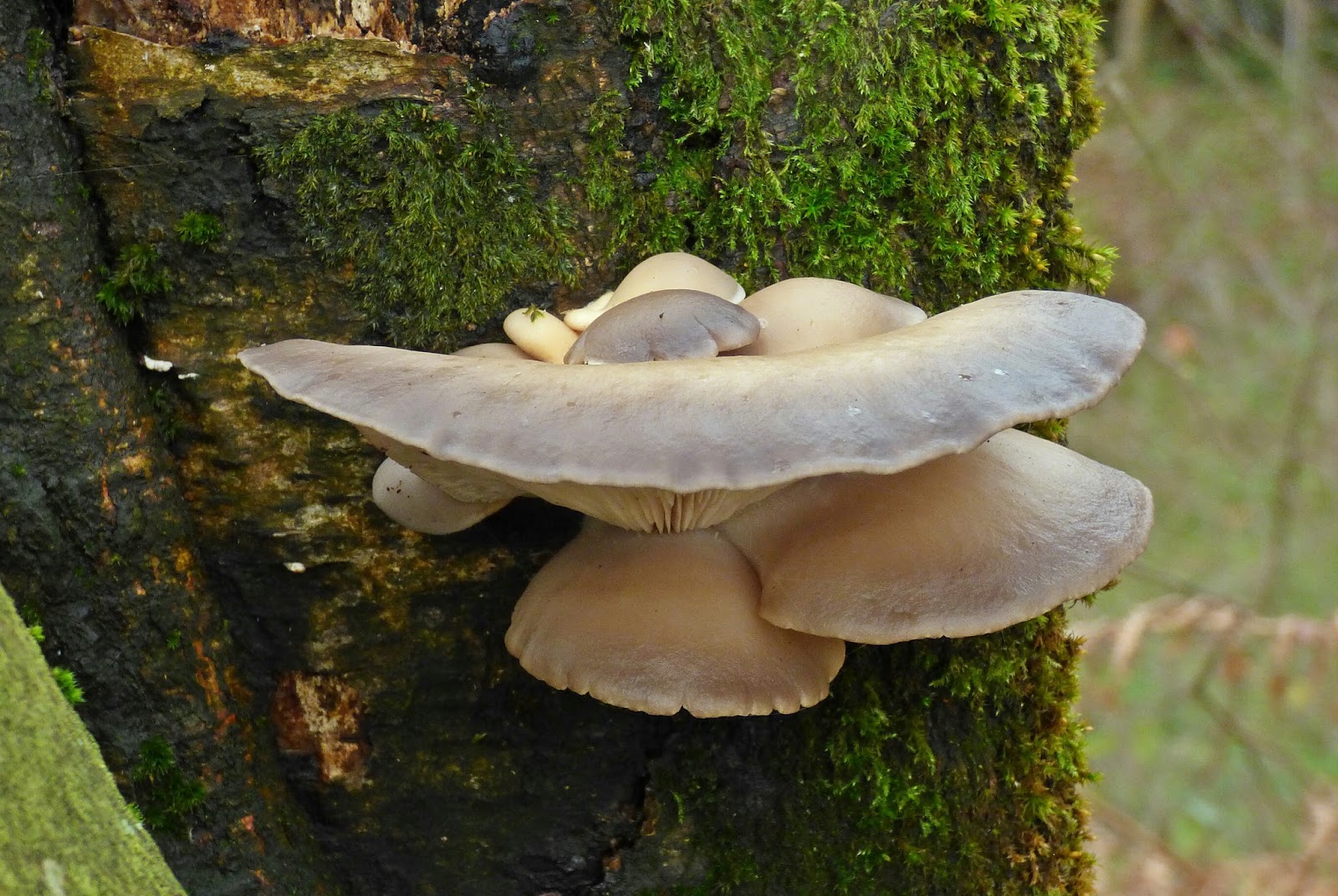 Setas y Hongos de Tineo : PLEUROTUS OSTREATUS (Jacq.) P. Kumm.