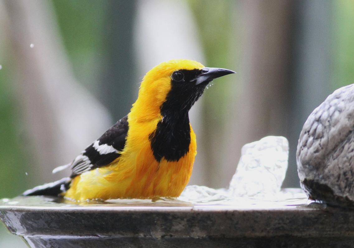 Jo's Morning Walk: Beautiful Hooded Oriole Will Brighten Your Day!
