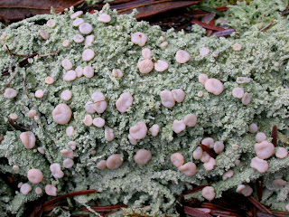 Camosun Blog : Fairy Puke