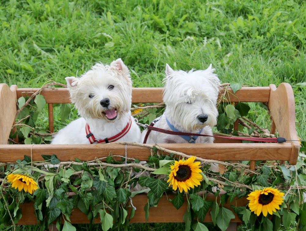 Schweizer Westie-Förderverein