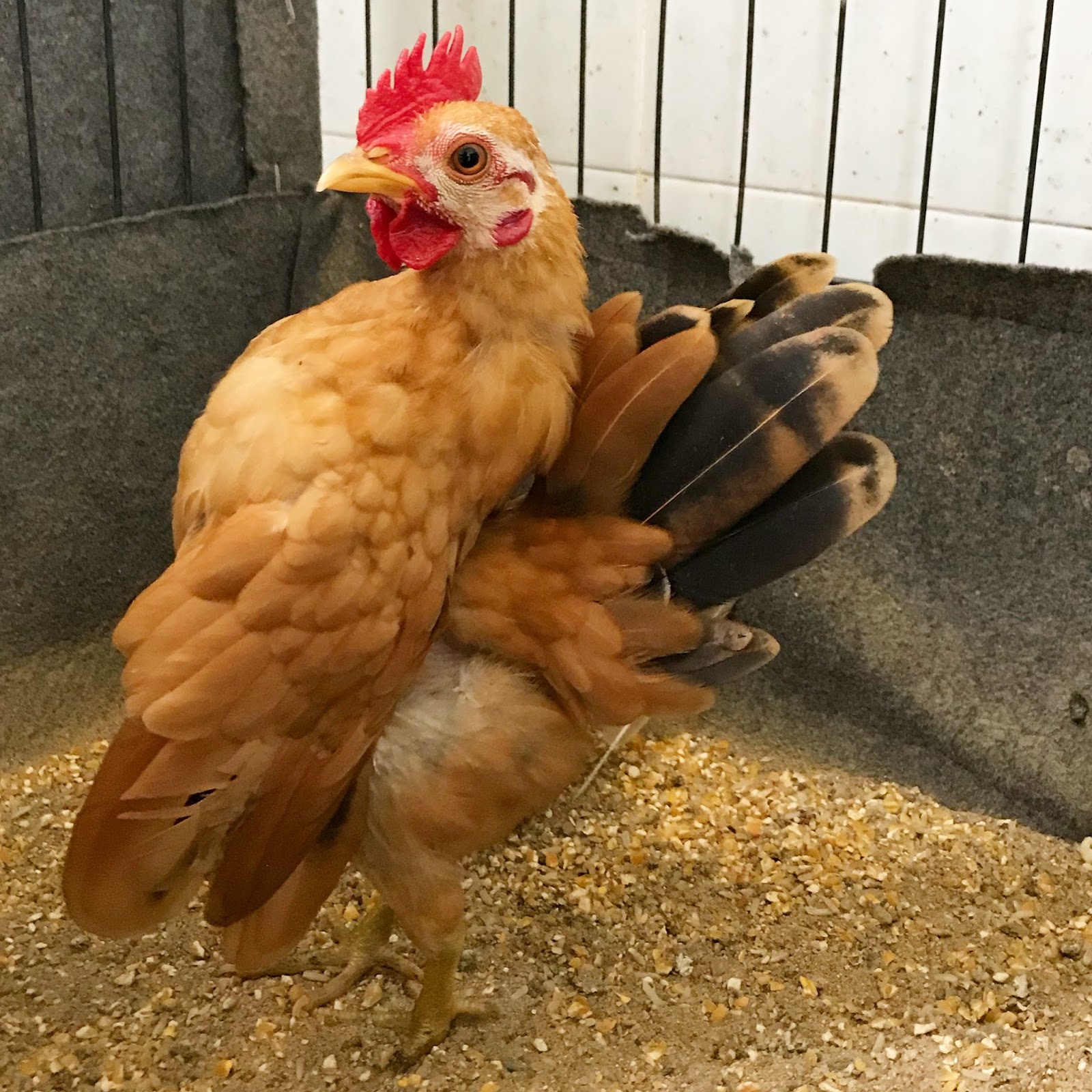 Recent Picture of the Golden Cockerel @ Serama 2018 | Serama Negeri™