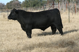 Lautner Farms: Maverick Ranches and Austin Cattle Momma Maker Bull Sale