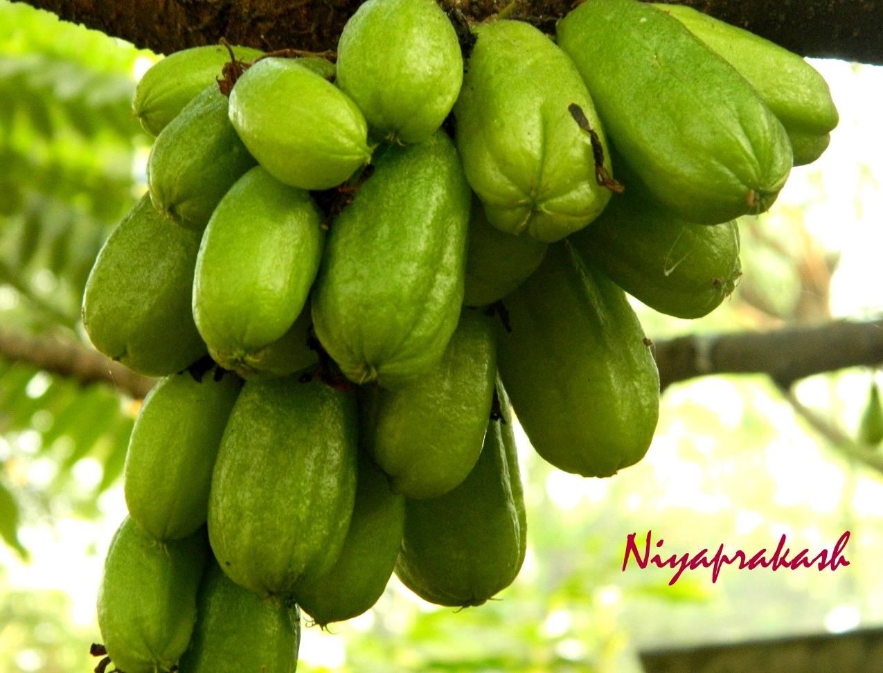 Niya's World: Bimbool / Chemmen Puli