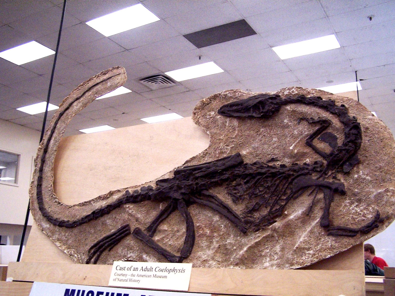 Coelophysis Skeleton
