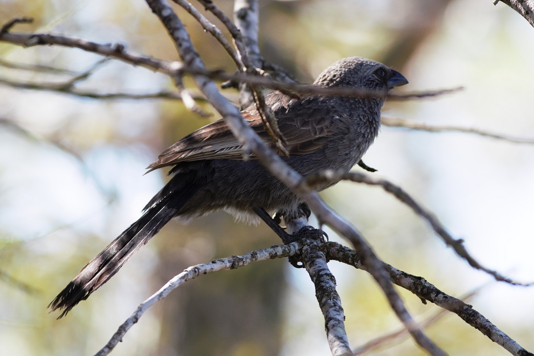 sunshinecoastbirds: Winter Visit to Lockyer Valley