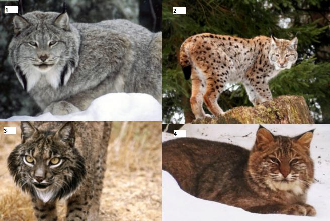 Linces do Mundo (Lynx spp.)