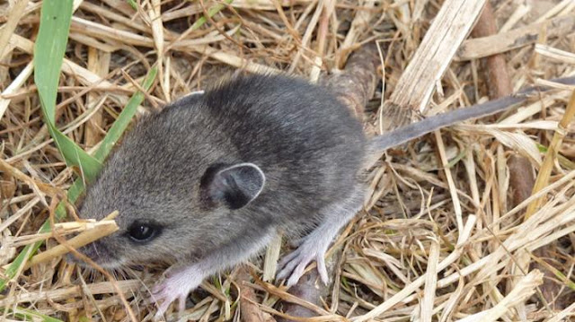TBS - Pengendalian Hama tikus dengan Tanaman Perangkap