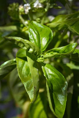 Vintage Urn: Herbs in my garden