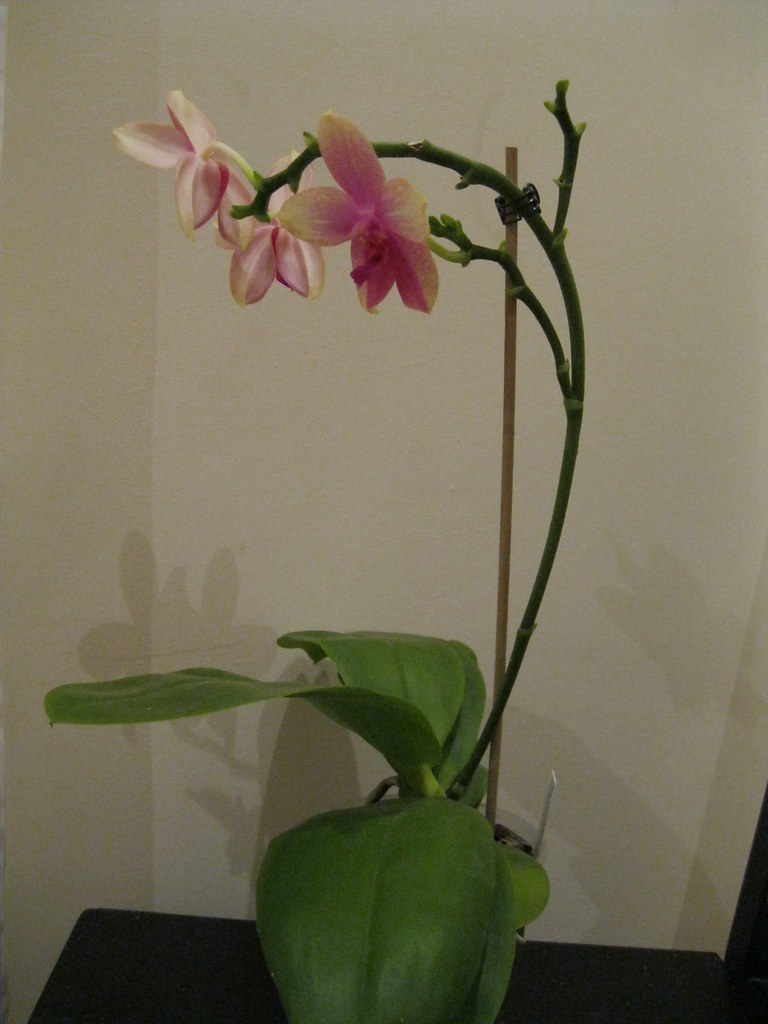 Phalaenopsis Sweet Memory orchid hybrid care and culture | Travaldo's blog